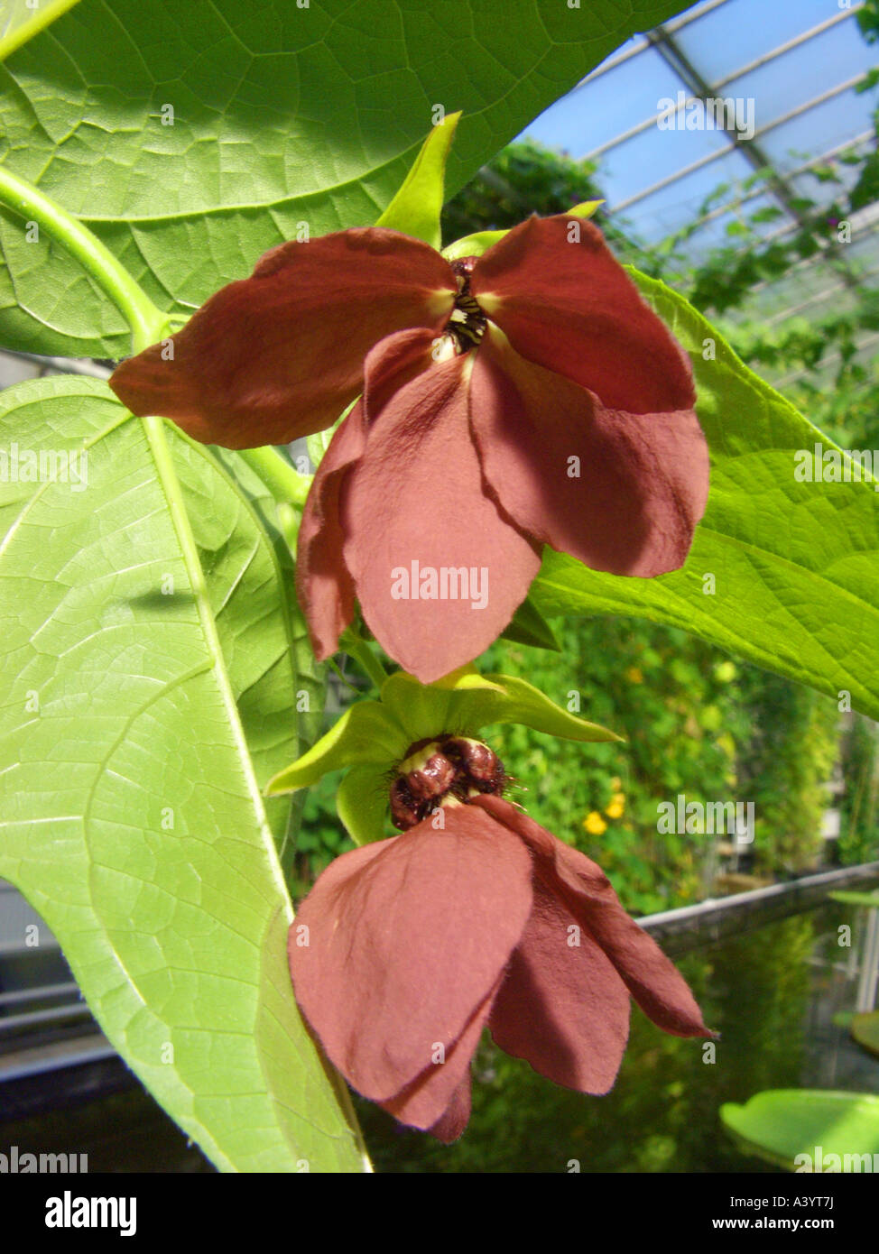 Abroma augustum hi-res stock photography and images - Alamy