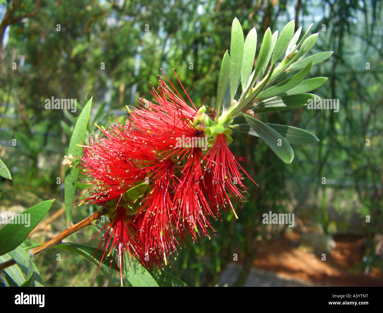 red bottlebrush (Callistemon pachyphyllus), inflorescence Stock Photo ...