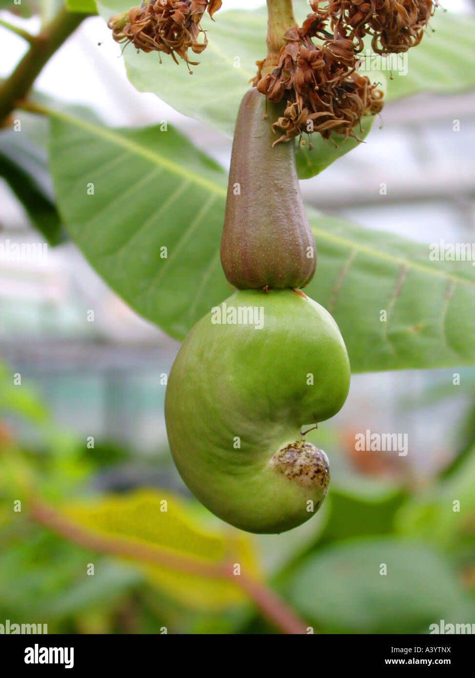 cashew nut (Anacardium occidentale), young fruit Stock Photo - Alamy