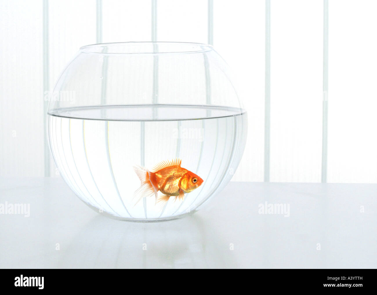 goldfish, common carp (Carassius auratus), in goldfish tank Stock Photo ...