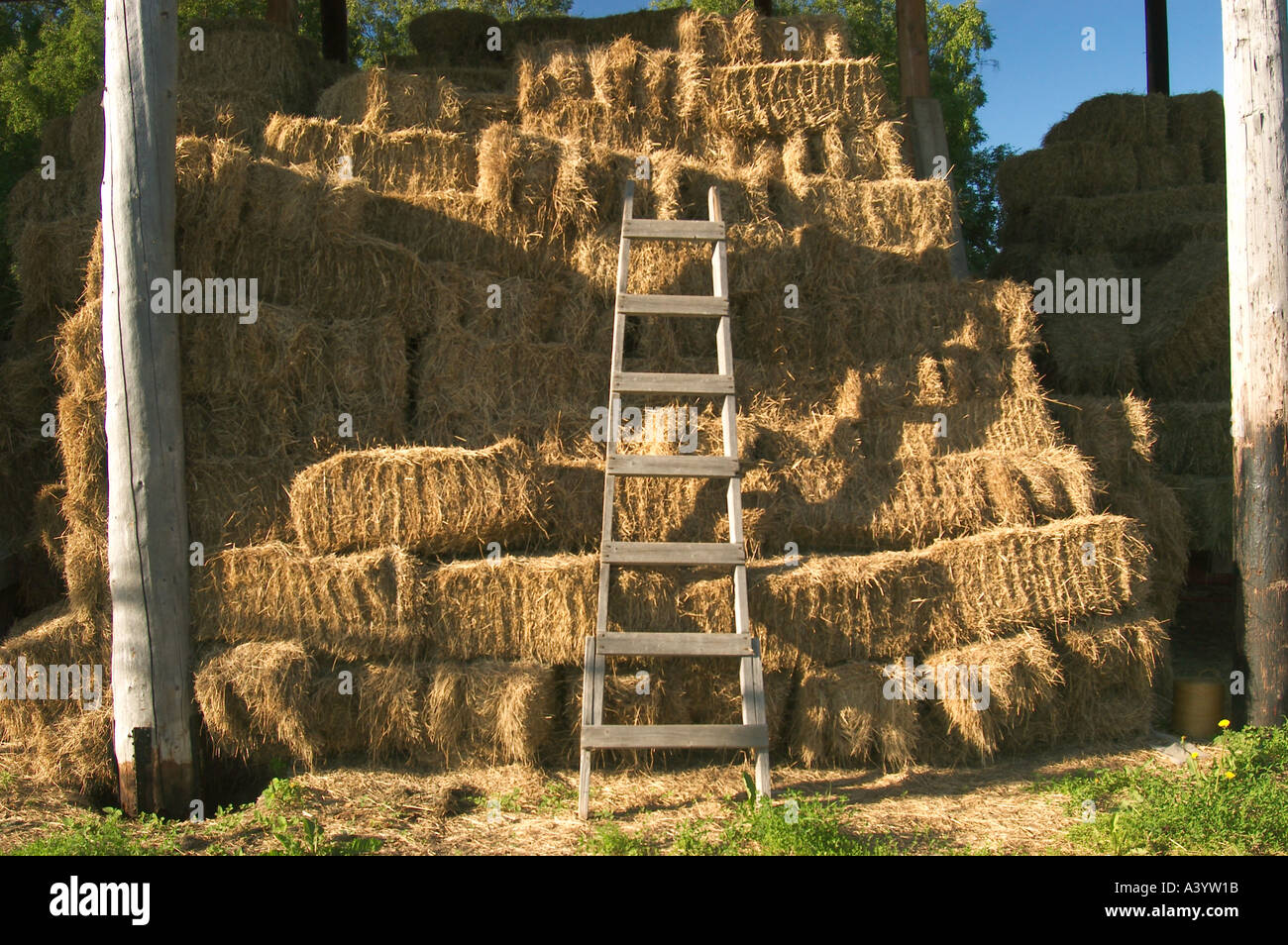 Hay ladder hi-res stock photography and images - Alamy