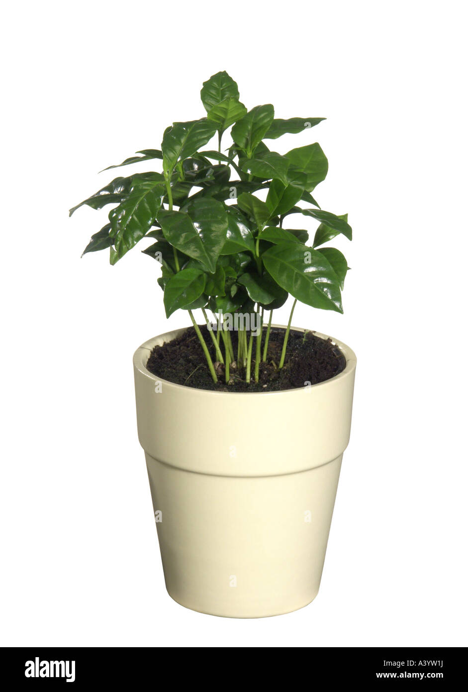 Coffea arabica trees hi-res stock photography and images - Alamy