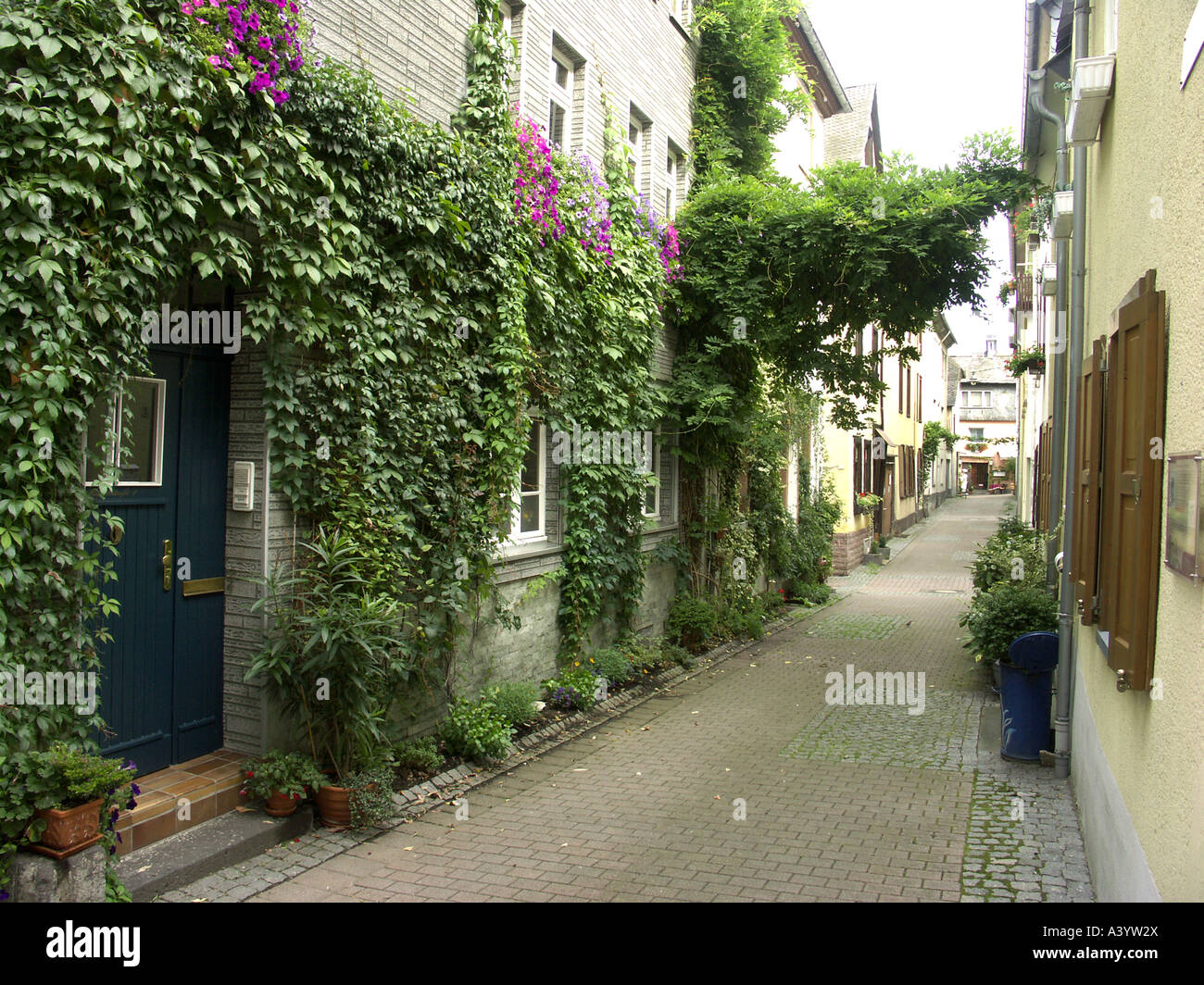 false Virginia-creeper (Parthenocissus inserta), facades Stock Photo ...