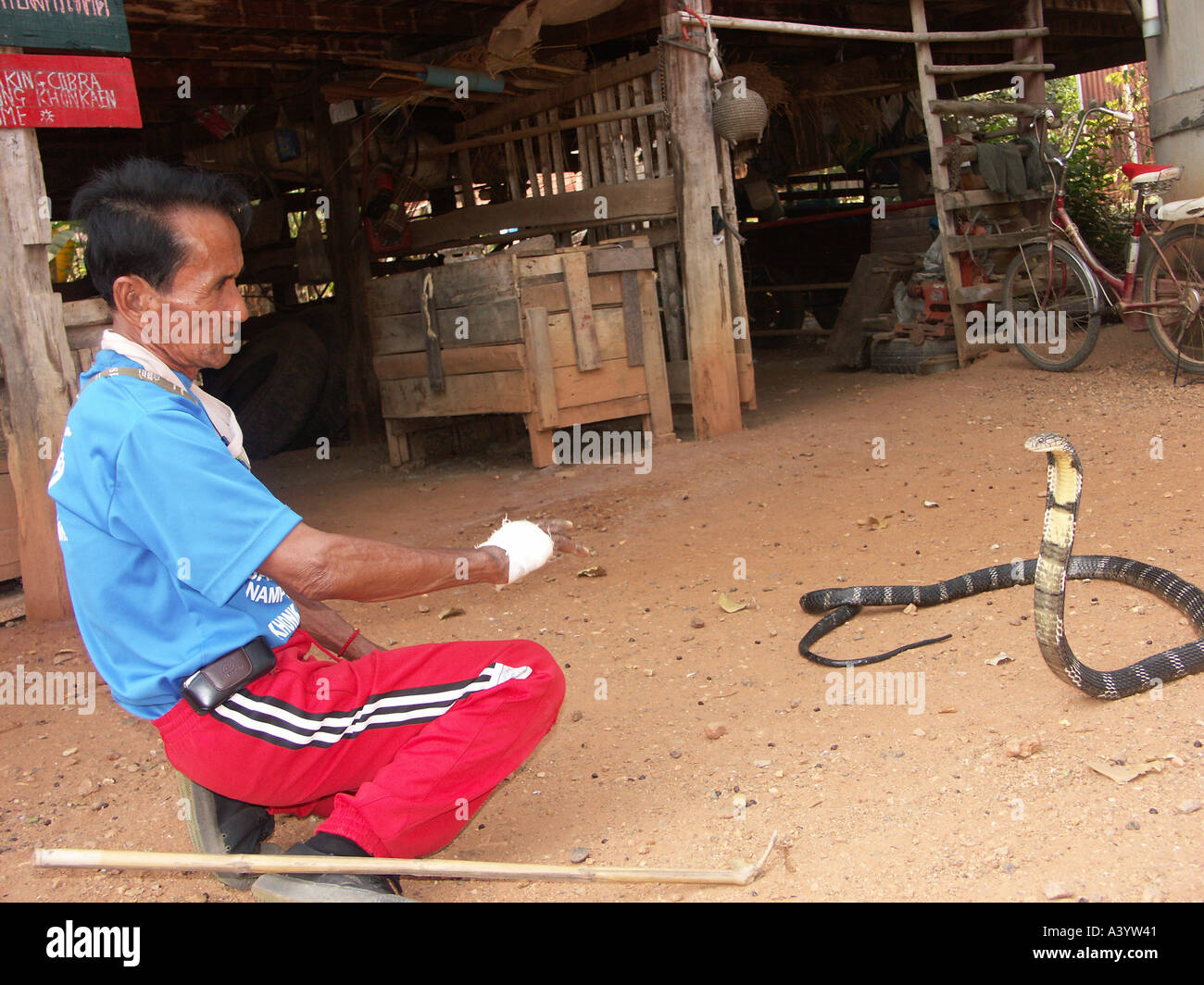 King cobra snake male hi-res stock photography and images - Alamy