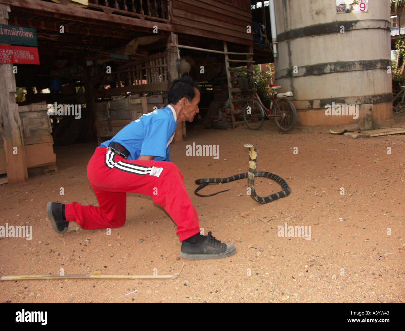 King cobra snake male hi-res stock photography and images - Alamy