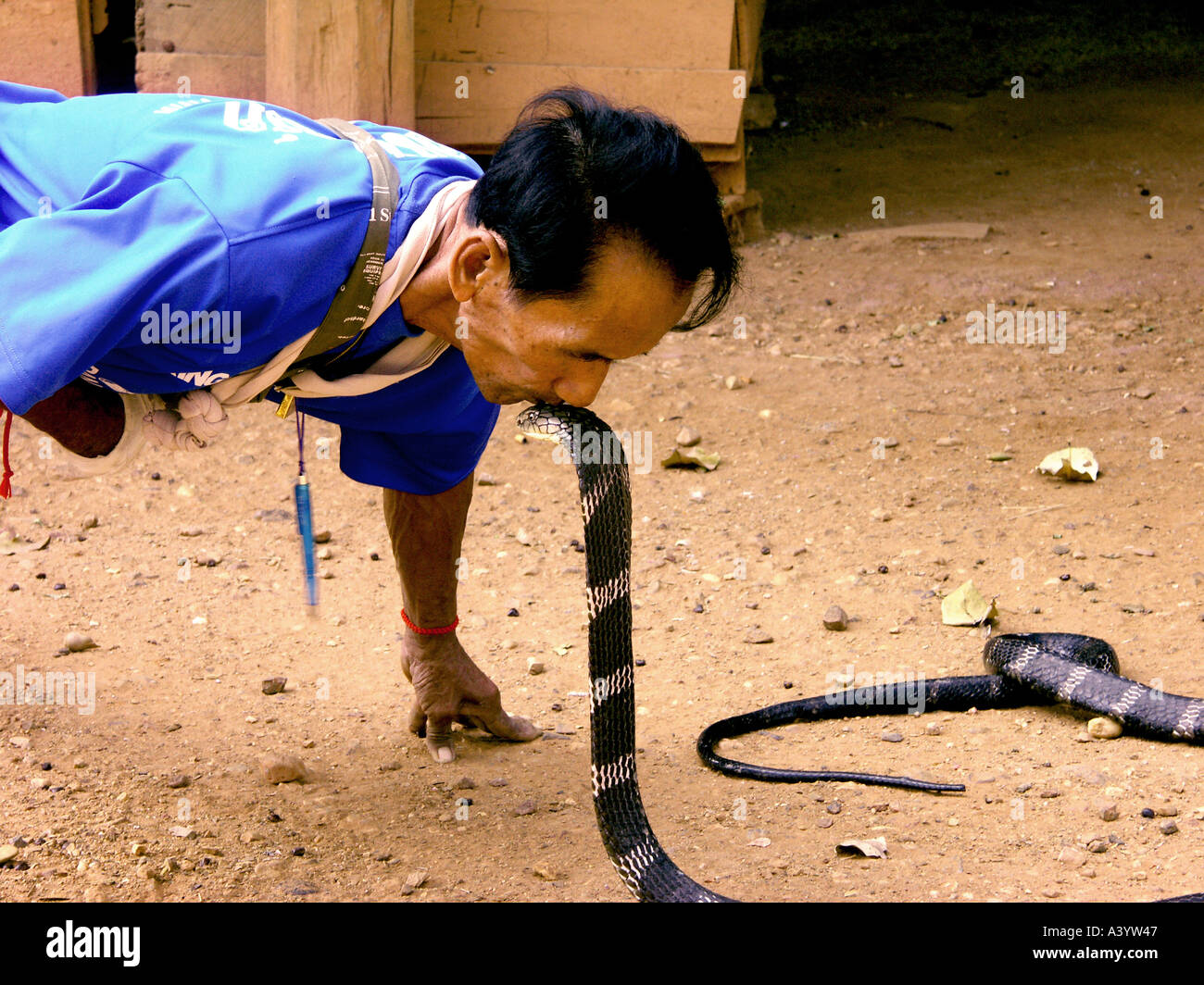 Snake boxer Bualeechai Cunjaimeangesan aged 64 bends to kiss his cobra ...