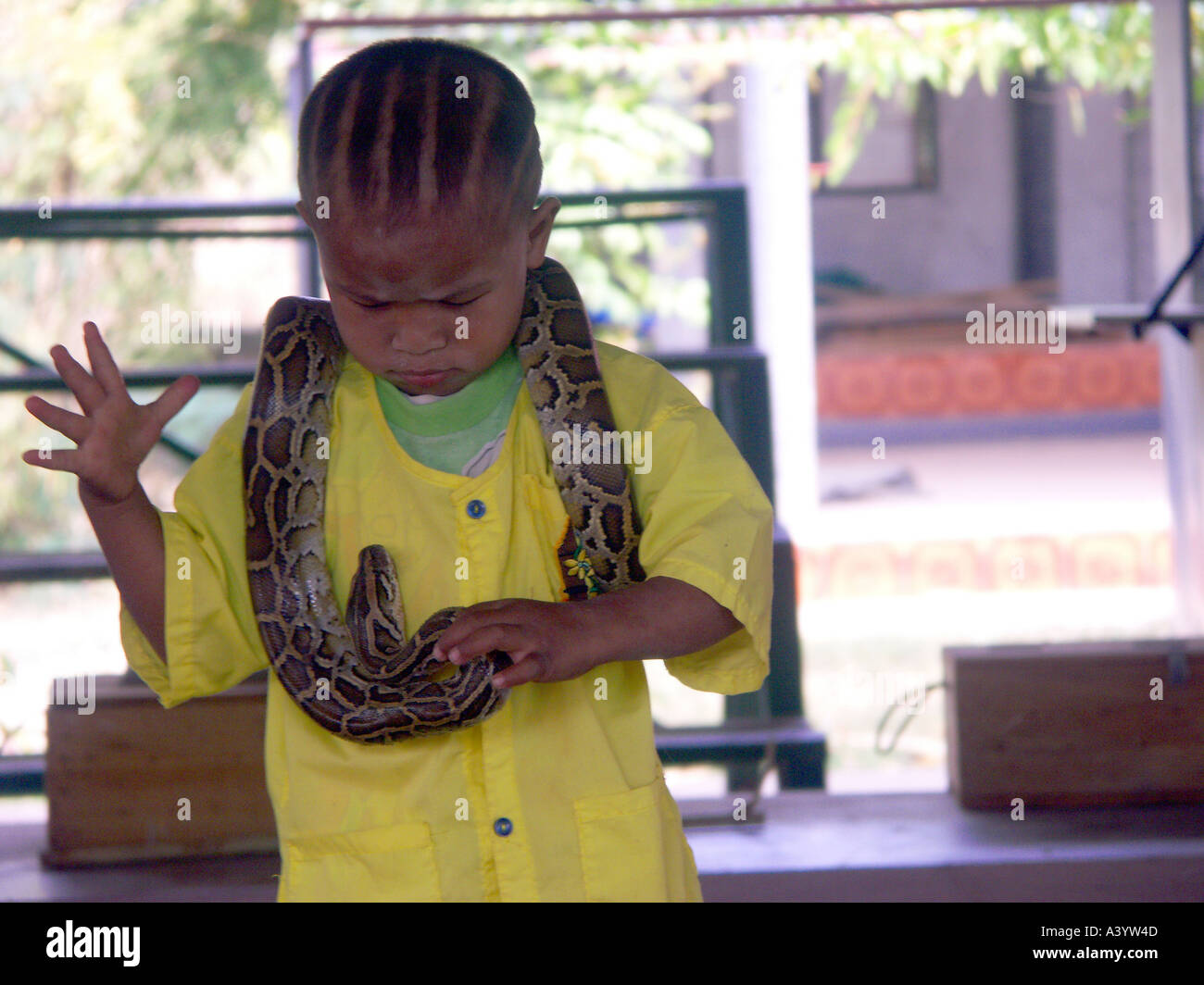 Three year old Pird one of the youngest cobra boxers shows his snake ...
