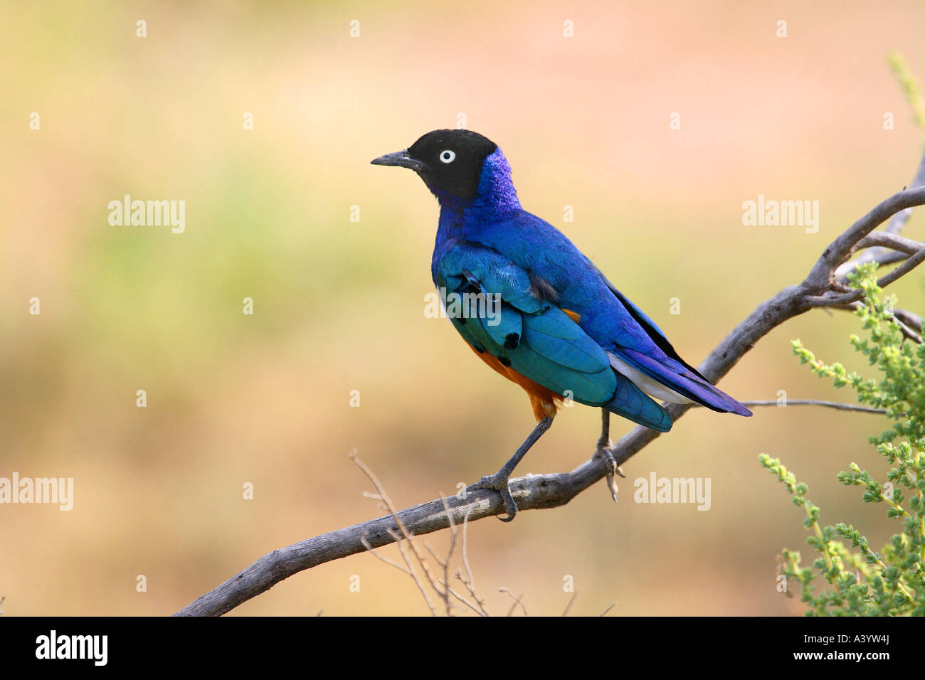 superb starling (Spreo superbus, Lamprotornis superbus, Lamprospreo ...