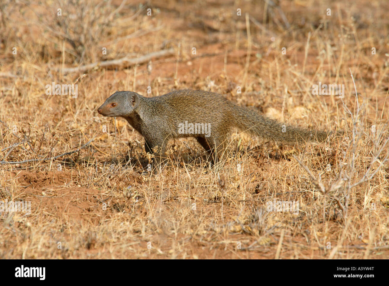 dwarf mongoose (Helogale hirtula), side view, Kenya Stock Photo - Alamy