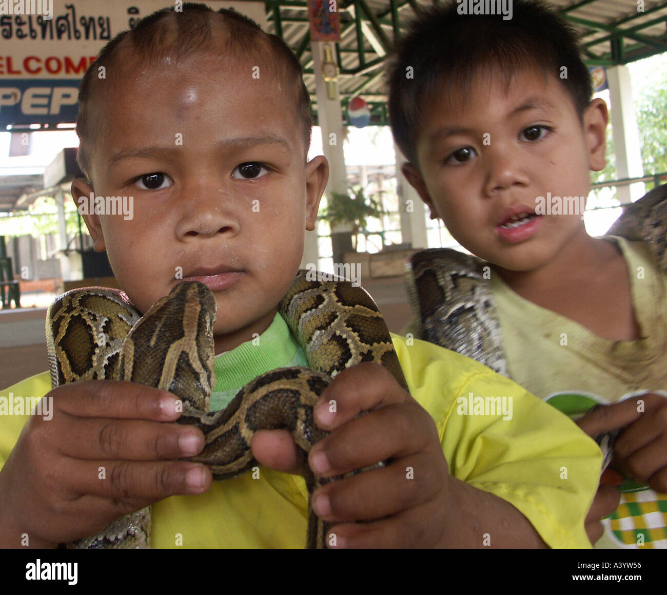 Three year old Pird and Tya a new generation of cobra boxers on stage ...