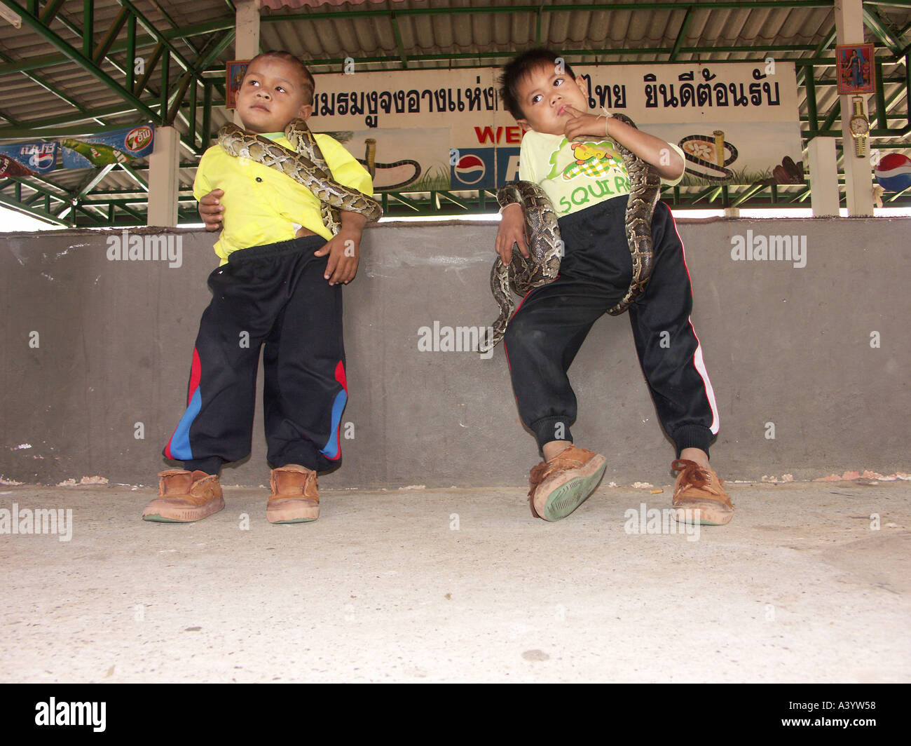Three year old Pird and Tya a new generation of cobra boxers relax with ...