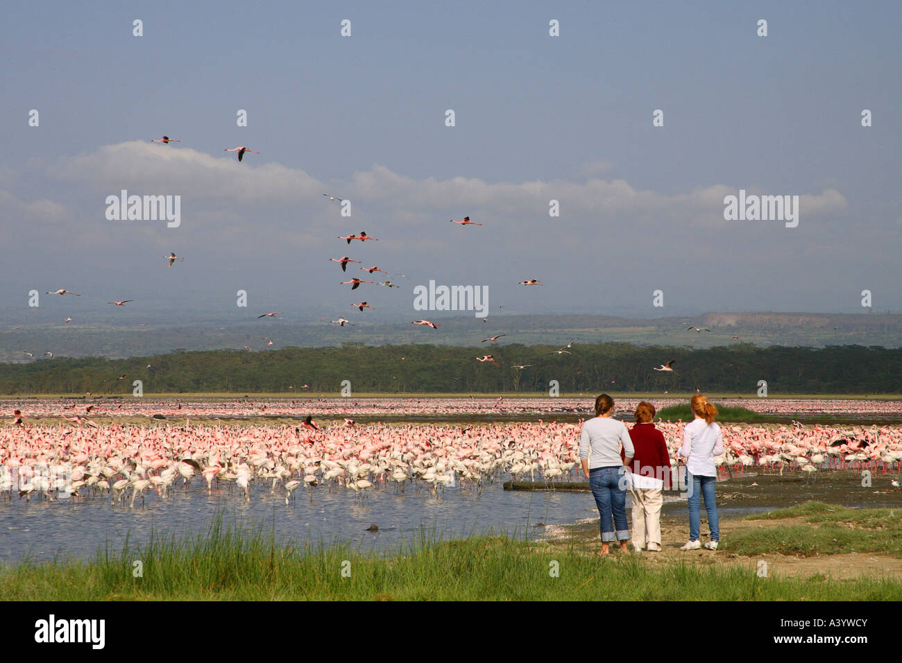 lesser flamingo (Phoenicopterus minor), flock at lake Nakuru and bird ...