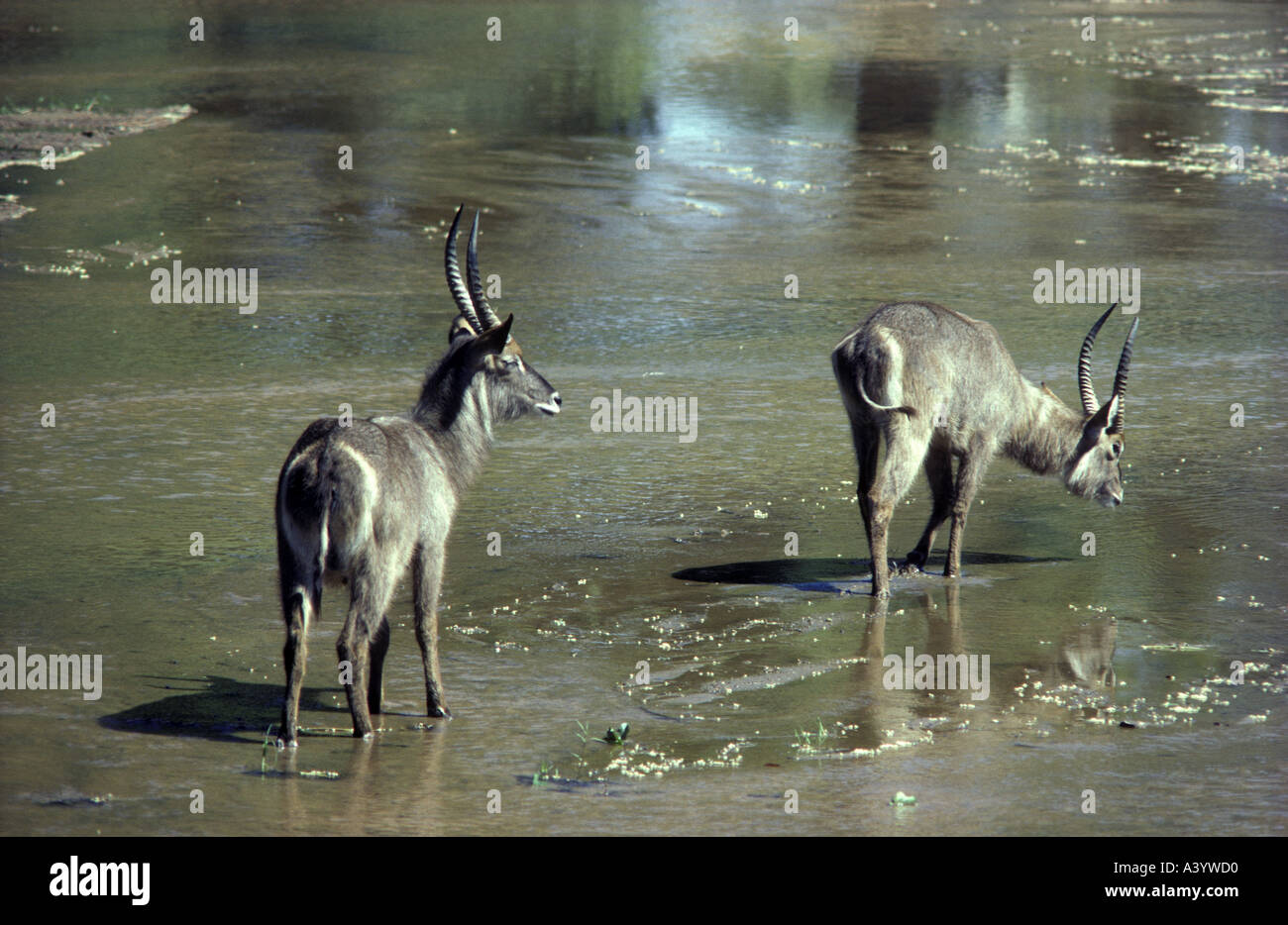 Common drinking hi-res stock photography and images - Alamy