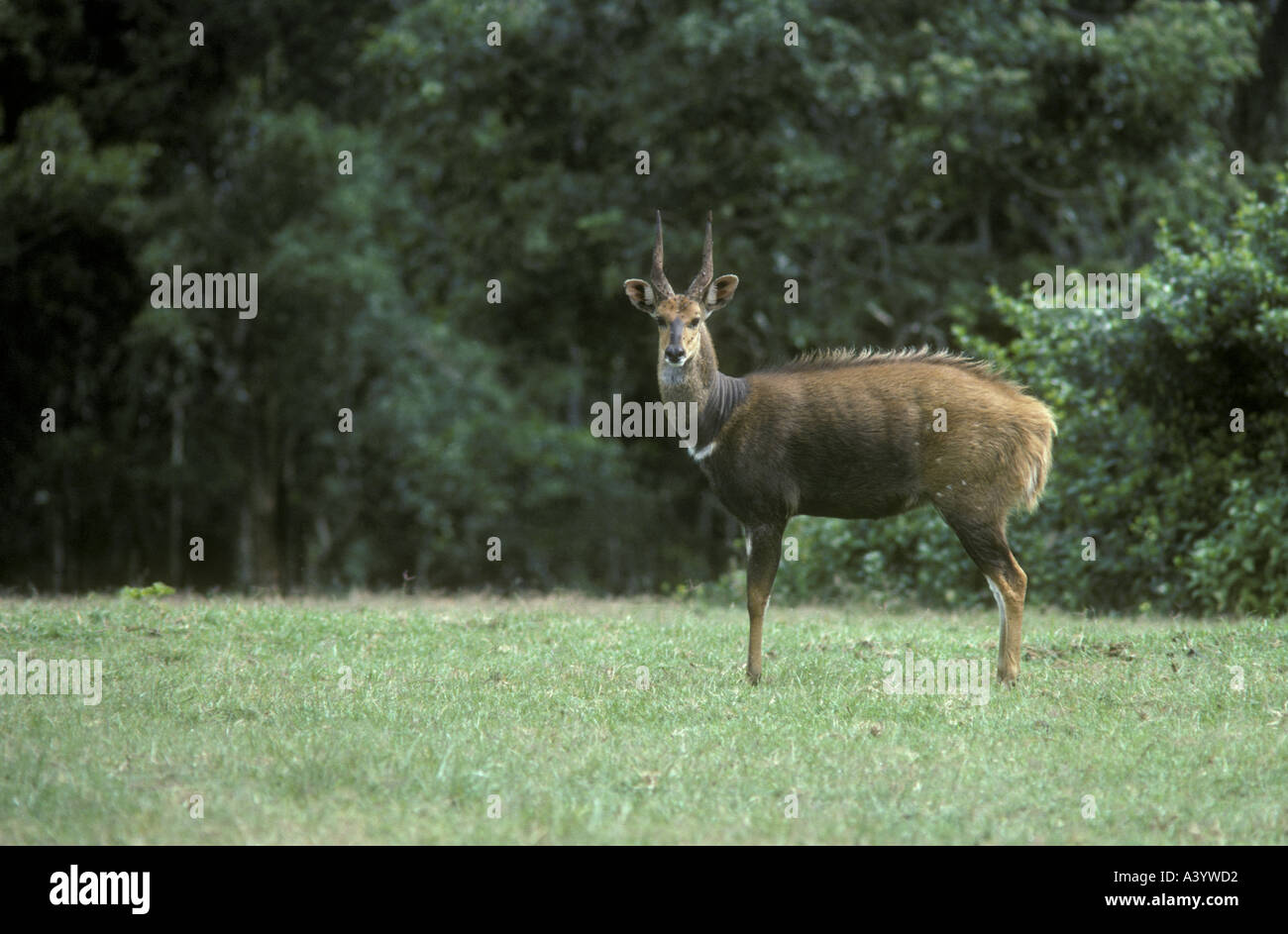 Male Bushbuck in the Aberdares National Park Kenya East Africa Stock ...