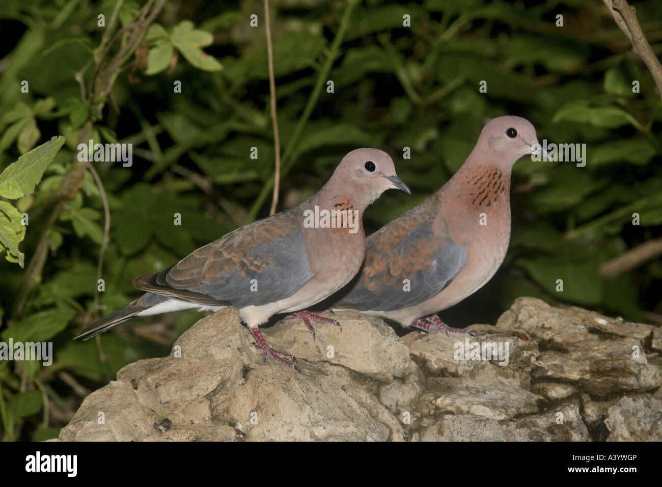 laughing dove (Streptopelia senegalensis), two individuals sitting side ...