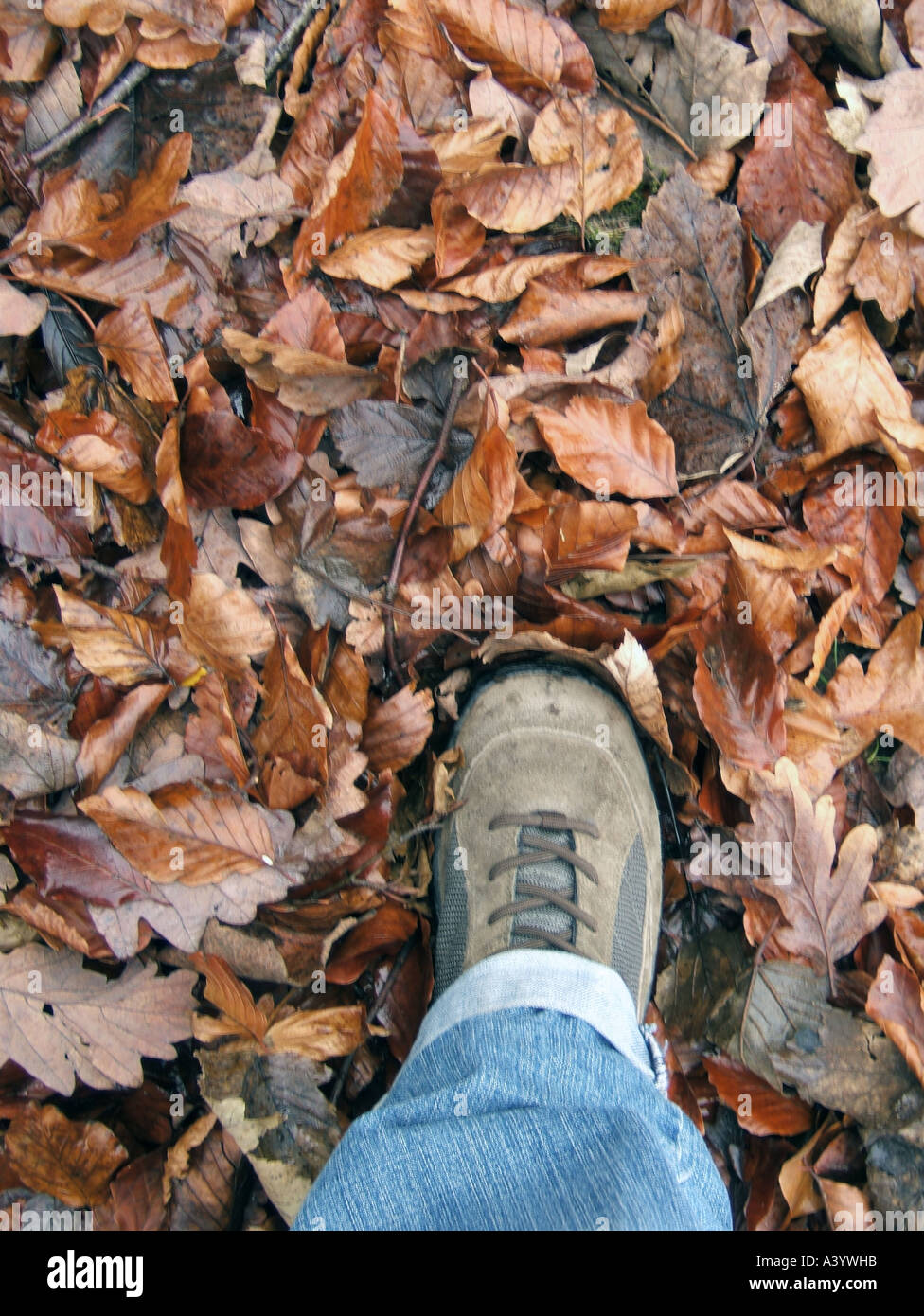 boot in autumn leaves Stock Photo - Alamy