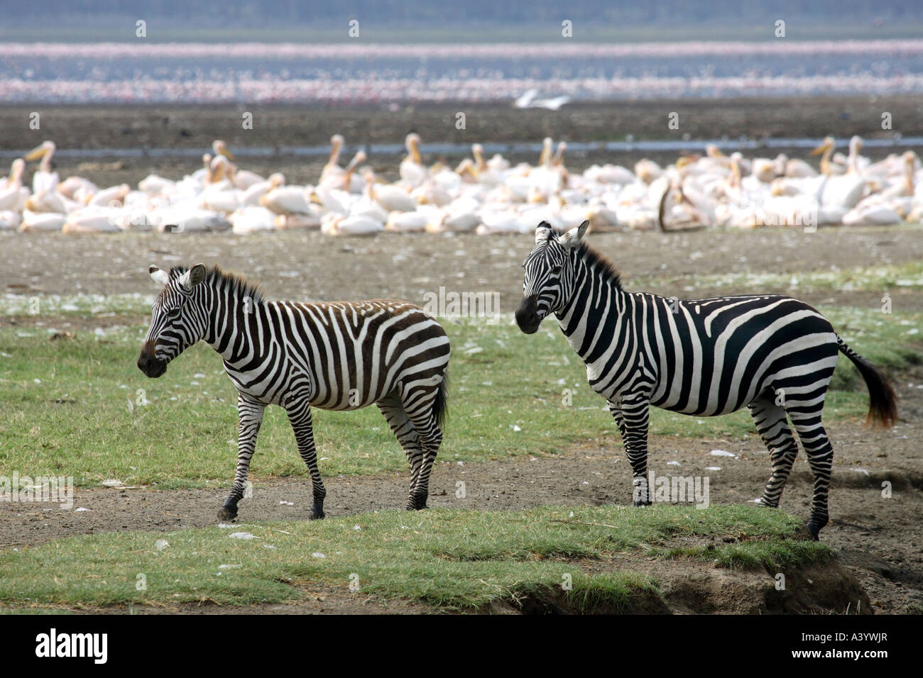 Boehm's zebra, Grant's zebra (Equus quagga boehmi, Equus quagga granti ...