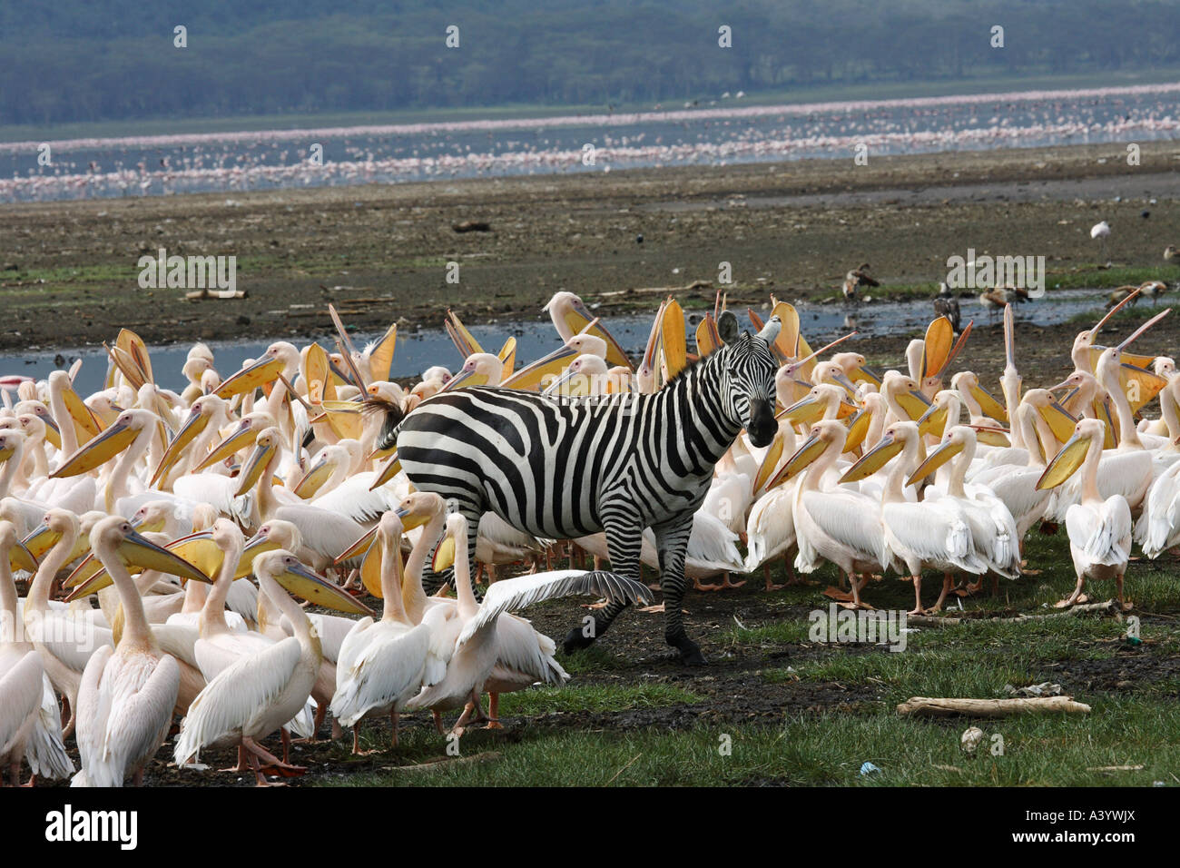 Boehm's zebra, Grant's zebra (Equus quagga boehmi, Equus quagga granti ...