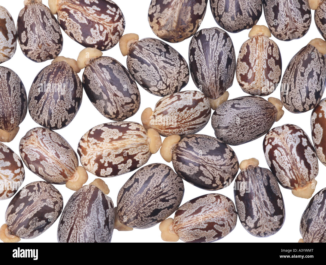 castor-oil plant, castor oil plant, ricin, Castor bean, Castorbean ...