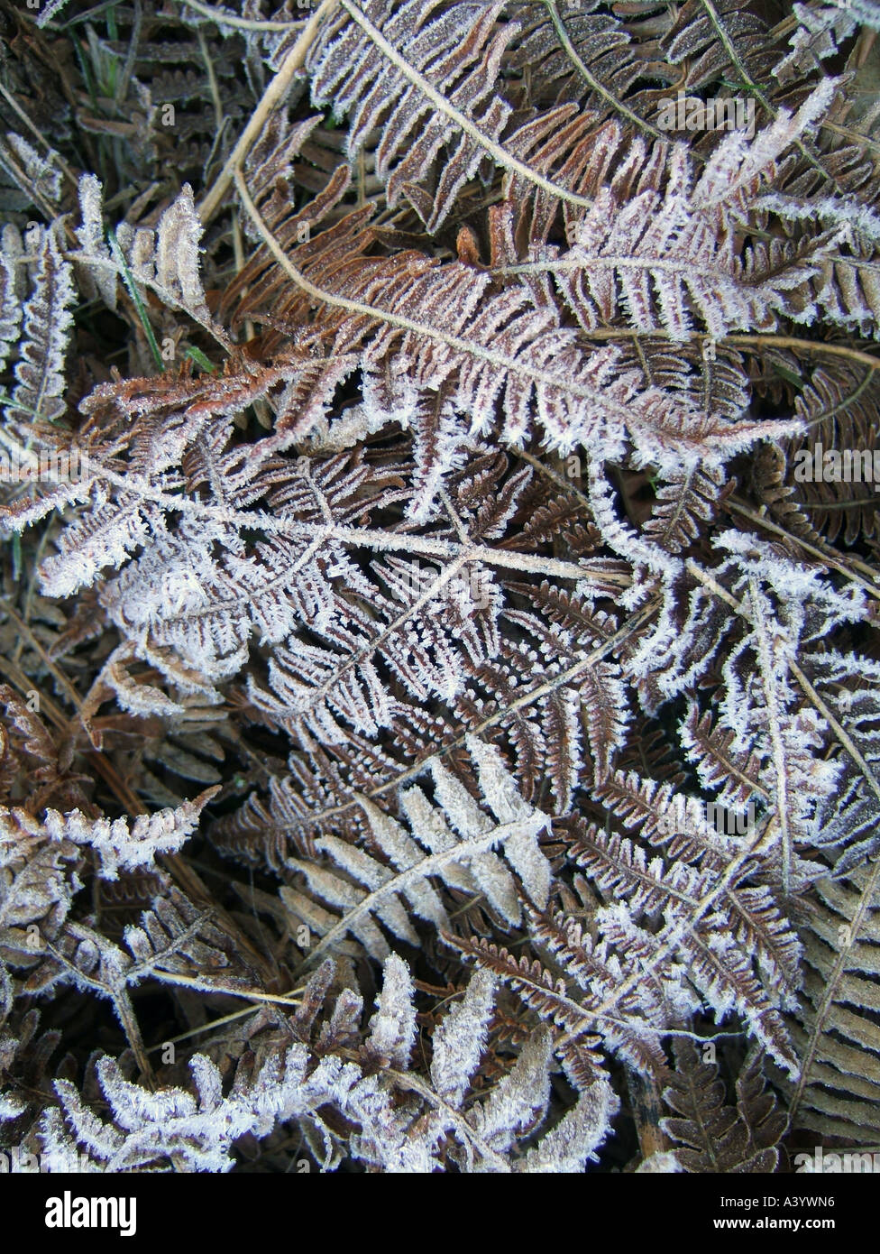 ferns covered with frost in field Stock Photo - Alamy