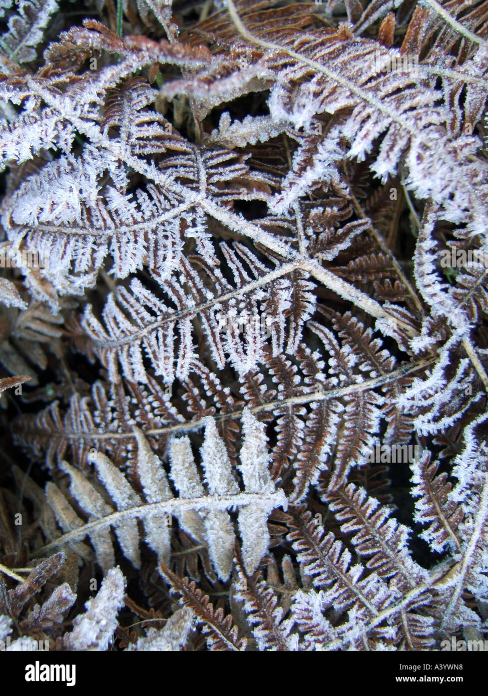 ferns covered with frost in field Stock Photo - Alamy