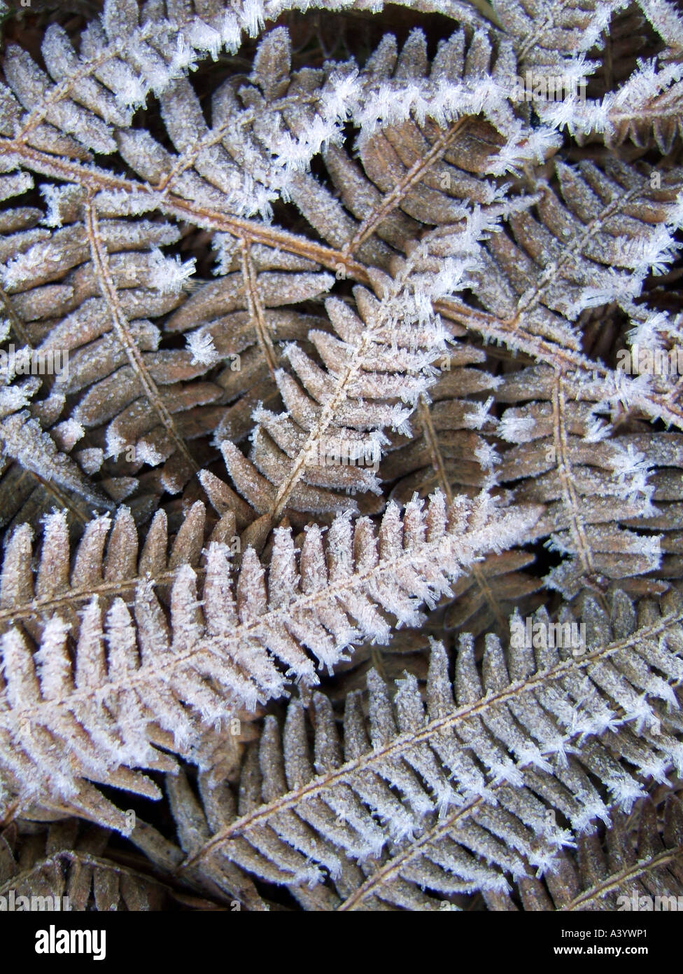 ferns covered with frost in field Stock Photo - Alamy