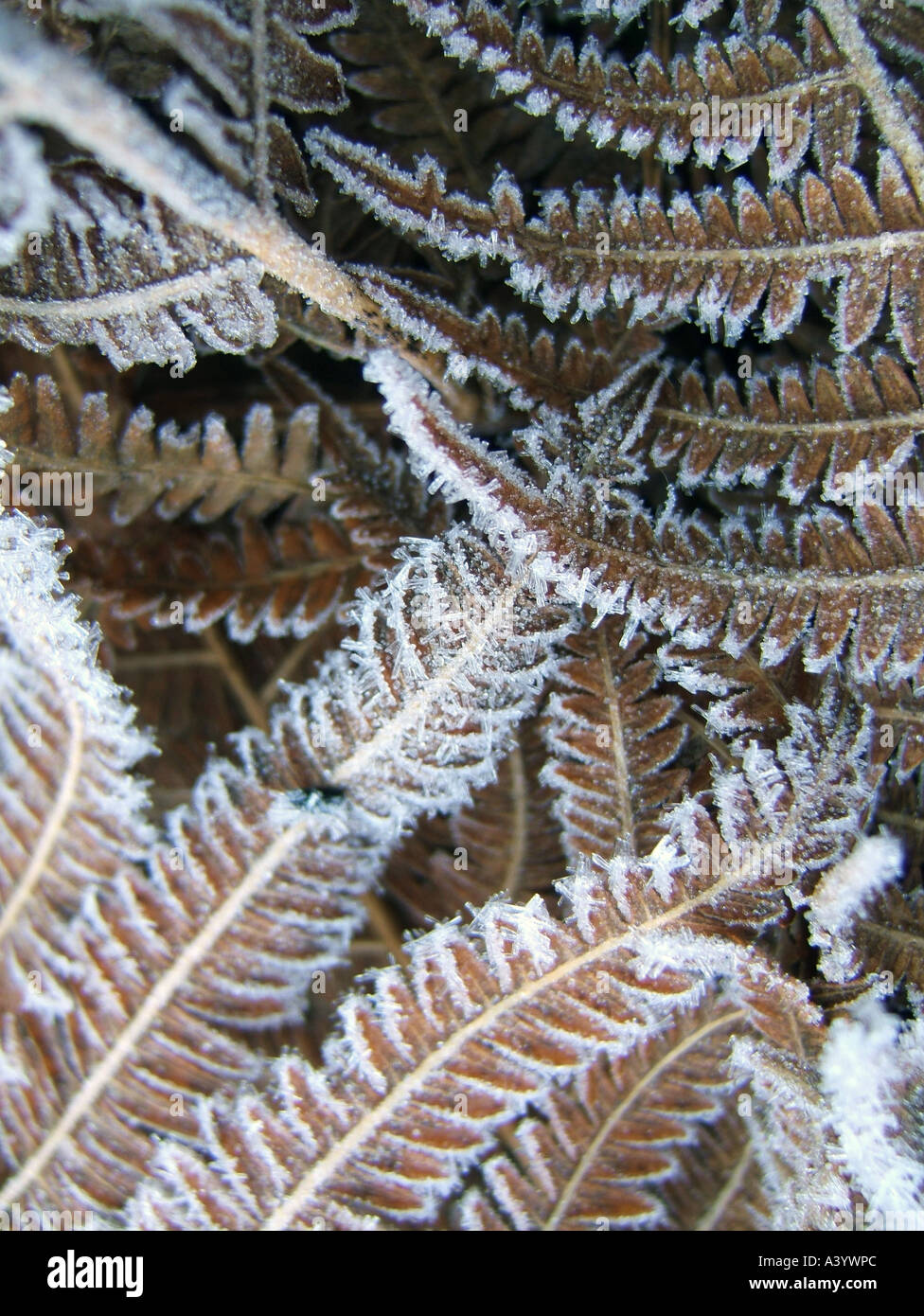 ferns covered with frost in field Stock Photo - Alamy
