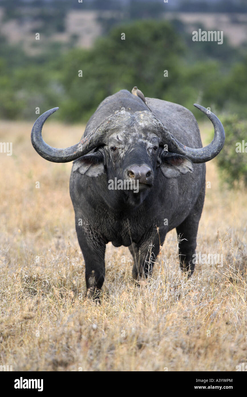 African buffalo (Syncerus caffer), front view, portrait, Kenya Stock ...