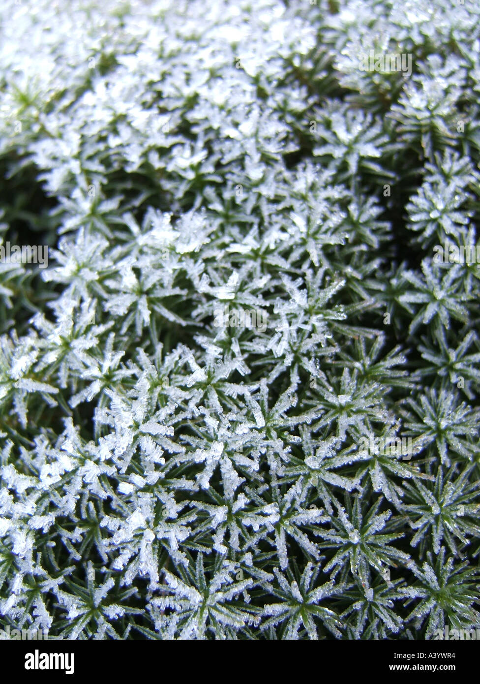 moss covered with frost Stock Photo - Alamy