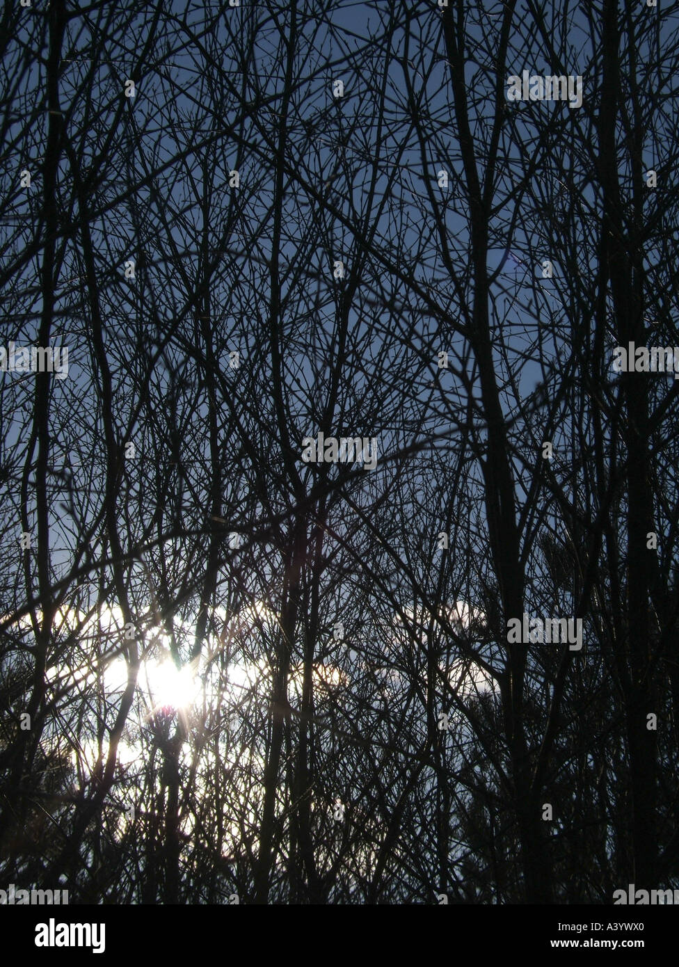 sun breaking through thick trees Stock Photo - Alamy