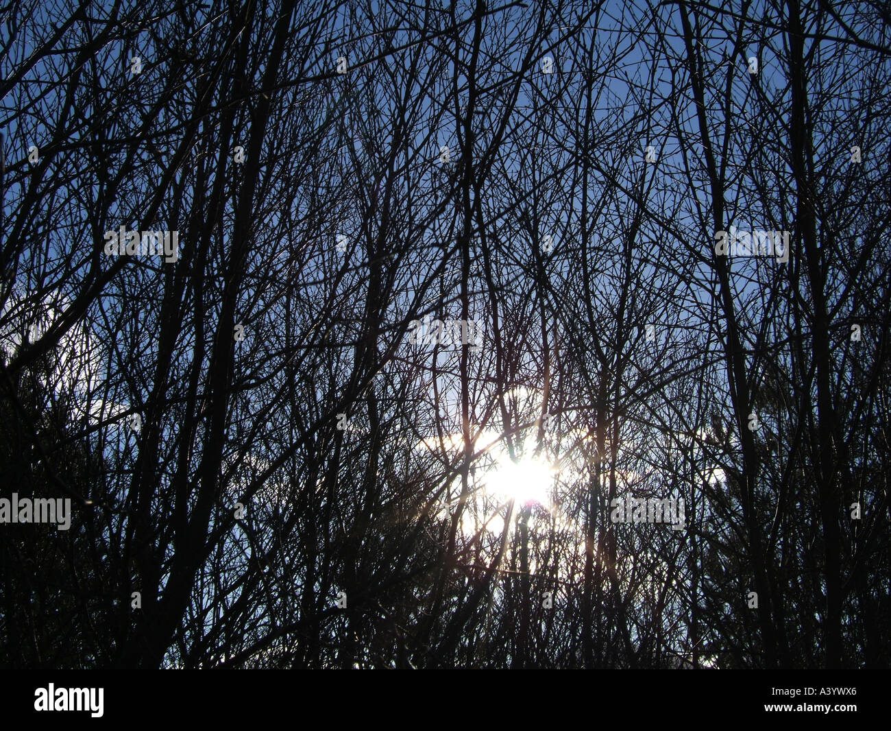 sun breaking through thick trees Stock Photo - Alamy