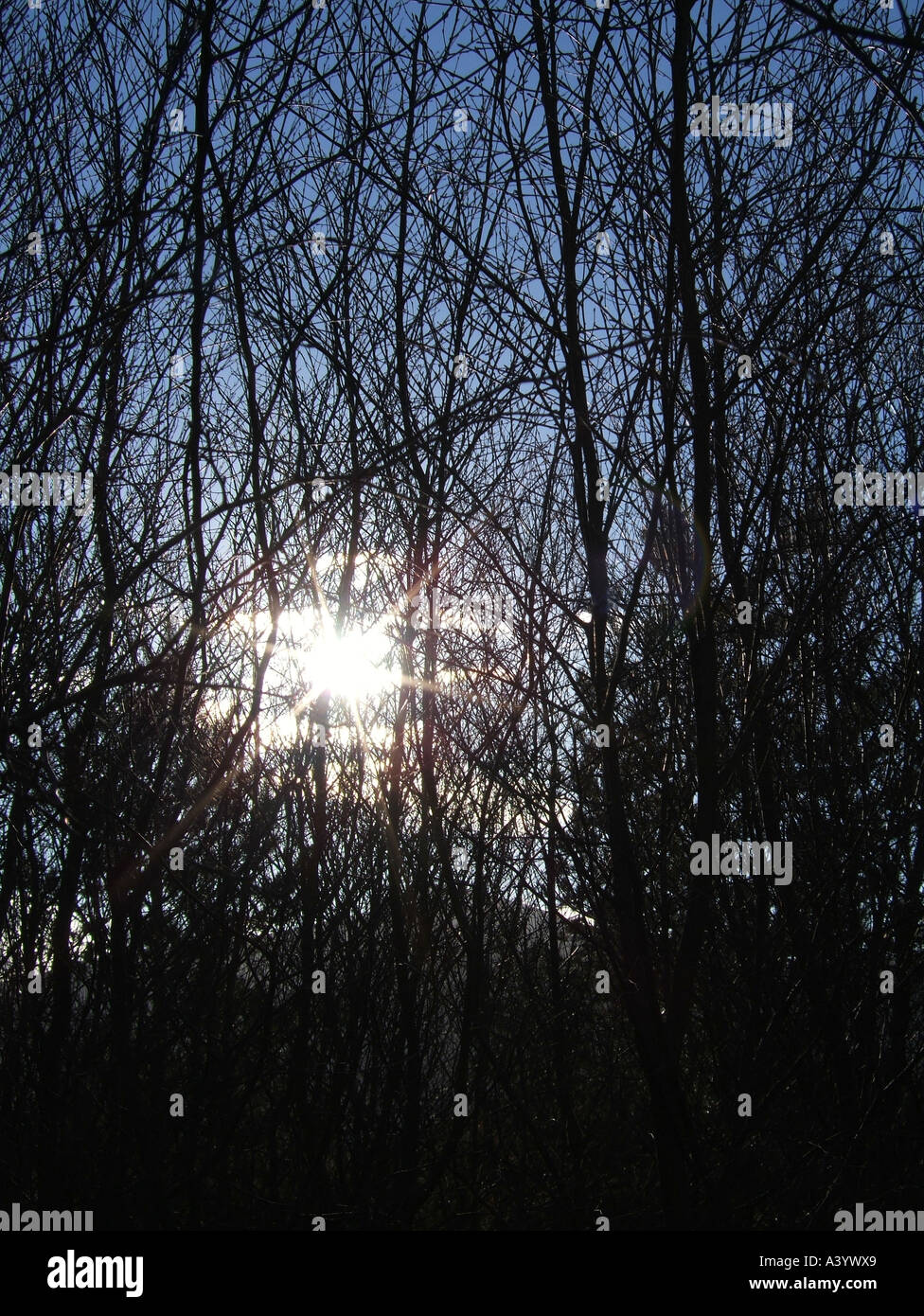 sun breaking through thick trees Stock Photo - Alamy