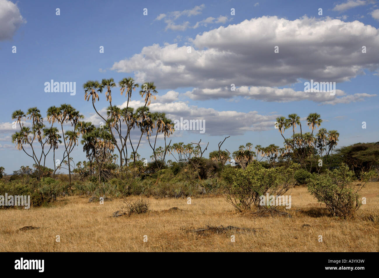doum palm (Hyphaene thebaica), landscape in nothern Kenya, Sweetwaters ...