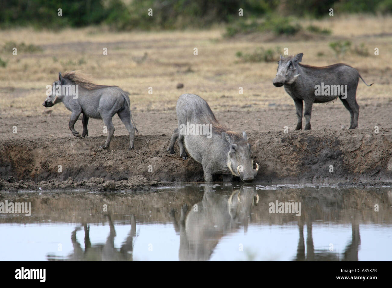 Cape warthog, Somali warthog, desert warthog (Phacochoerus aethiopicus ...