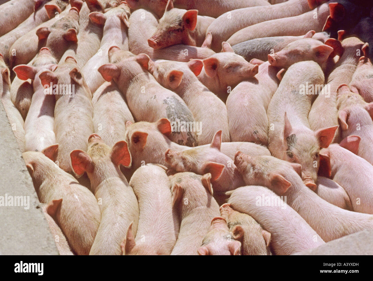 Factory farm pigs hi-res stock photography and images - Alamy