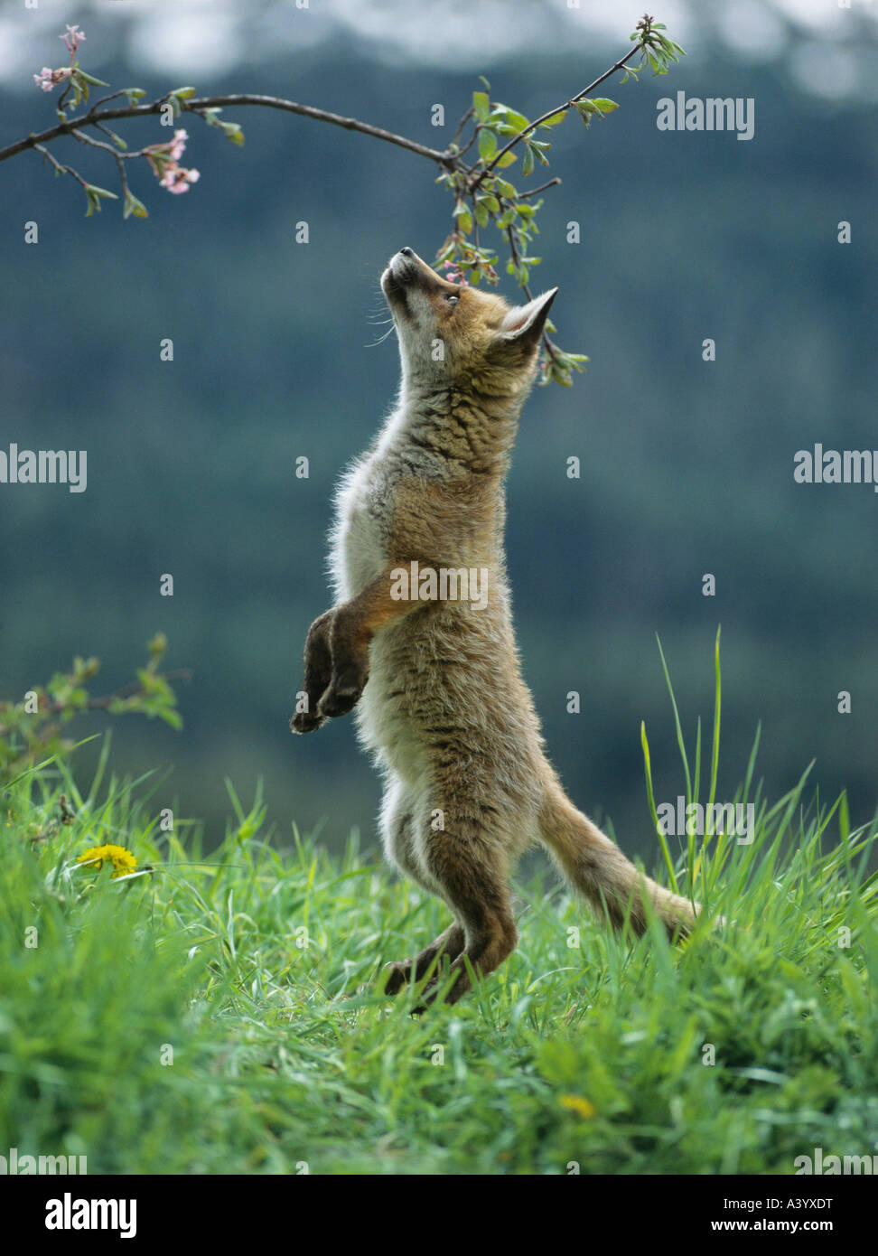 Fox on hind legs hi-res stock photography and images - Alamy