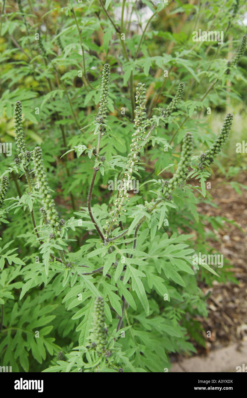 annual ragweed, common ragweed, bitter-weed, hog-weed, Roman wormwood ...