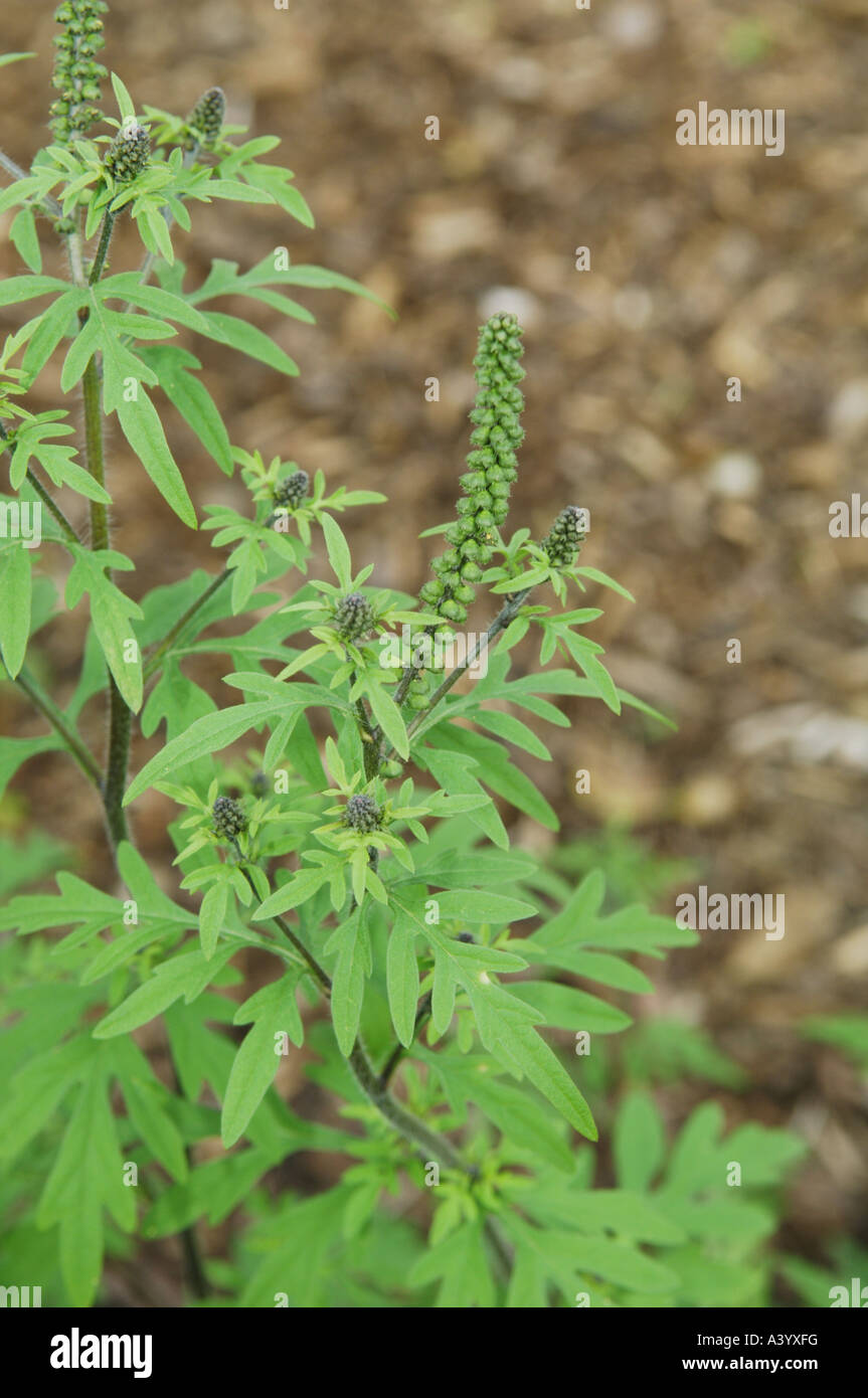 annual ragweed, common ragweed, bitter-weed, hog-weed, Roman wormwood ...