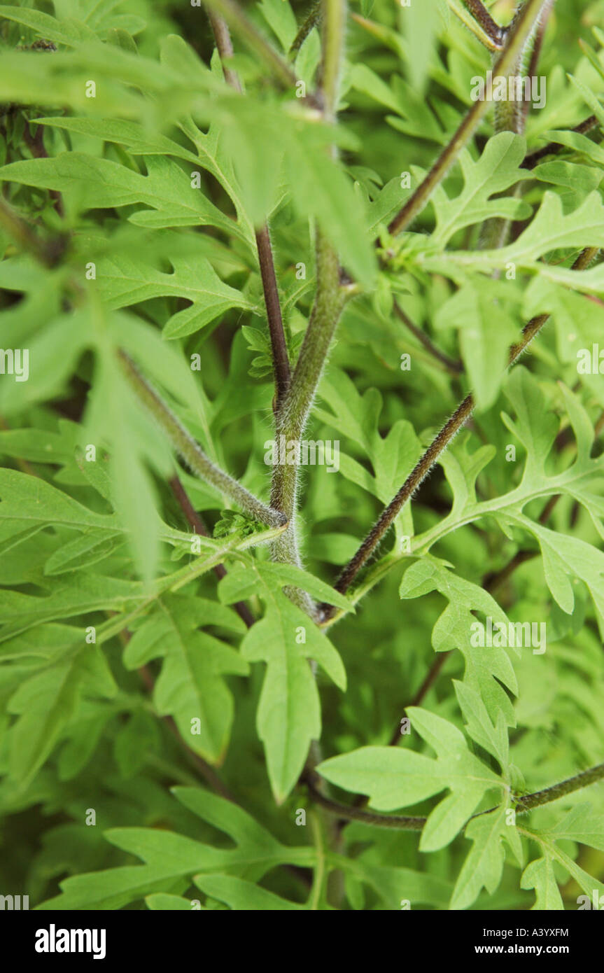 annual ragweed, common ragweed, bitter-weed, hog-weed, Roman wormwood ...