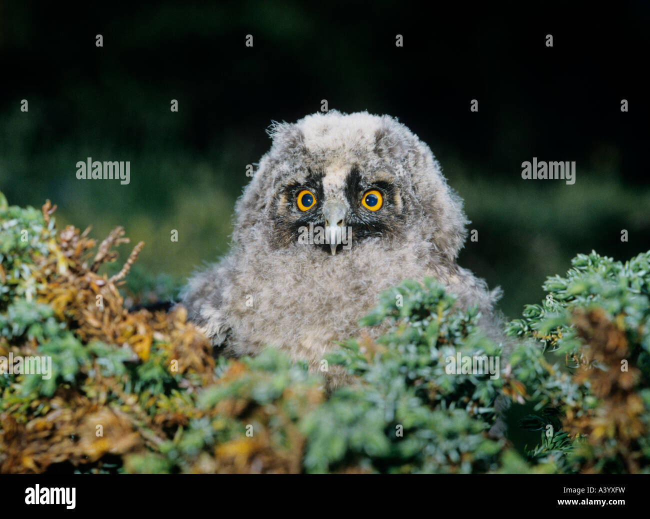 Baby owl in moss Stock Photo - Alamy
