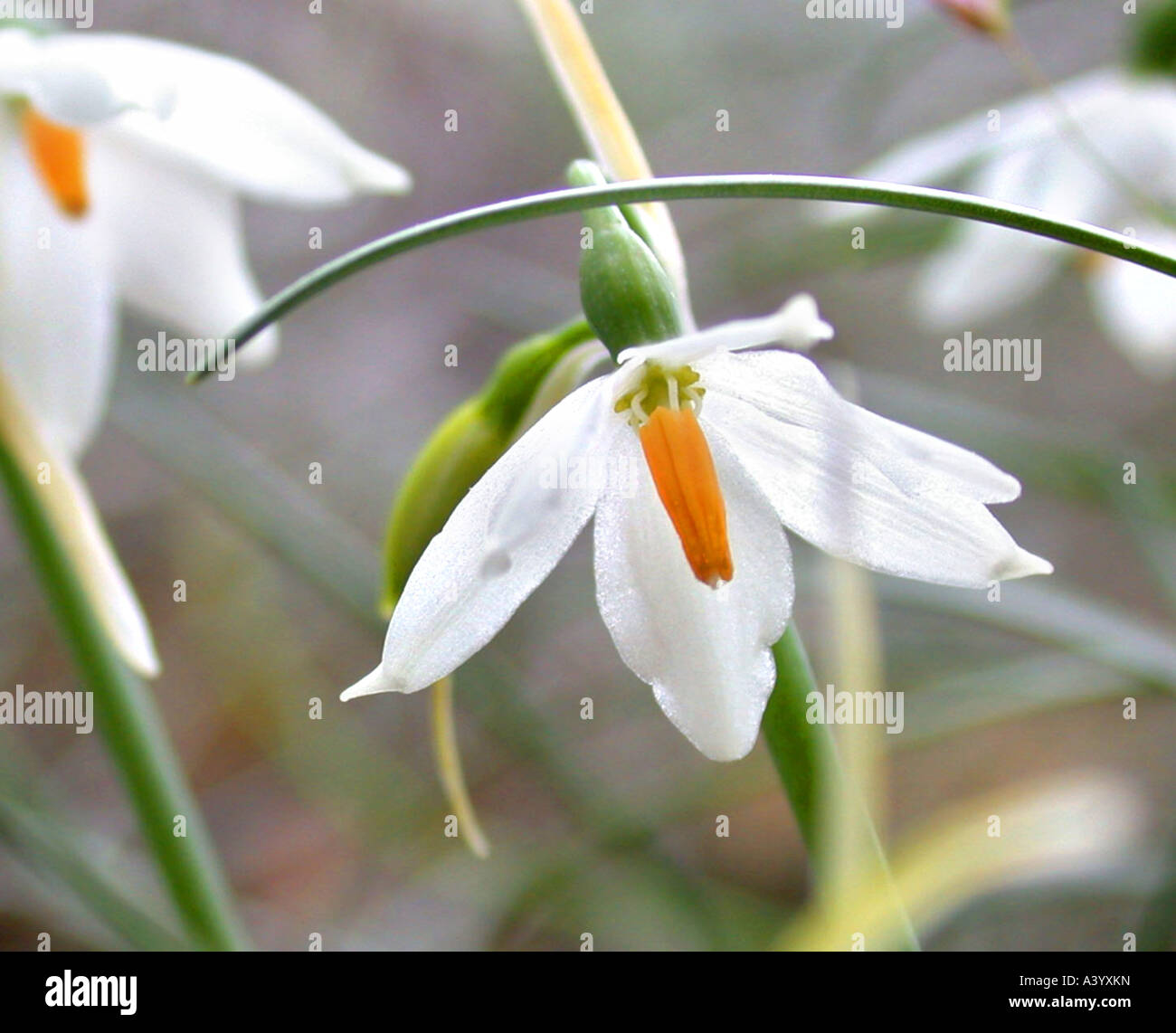 Nice snowflake (Leucojum nicaeense), flower Stock Photo - Alamy