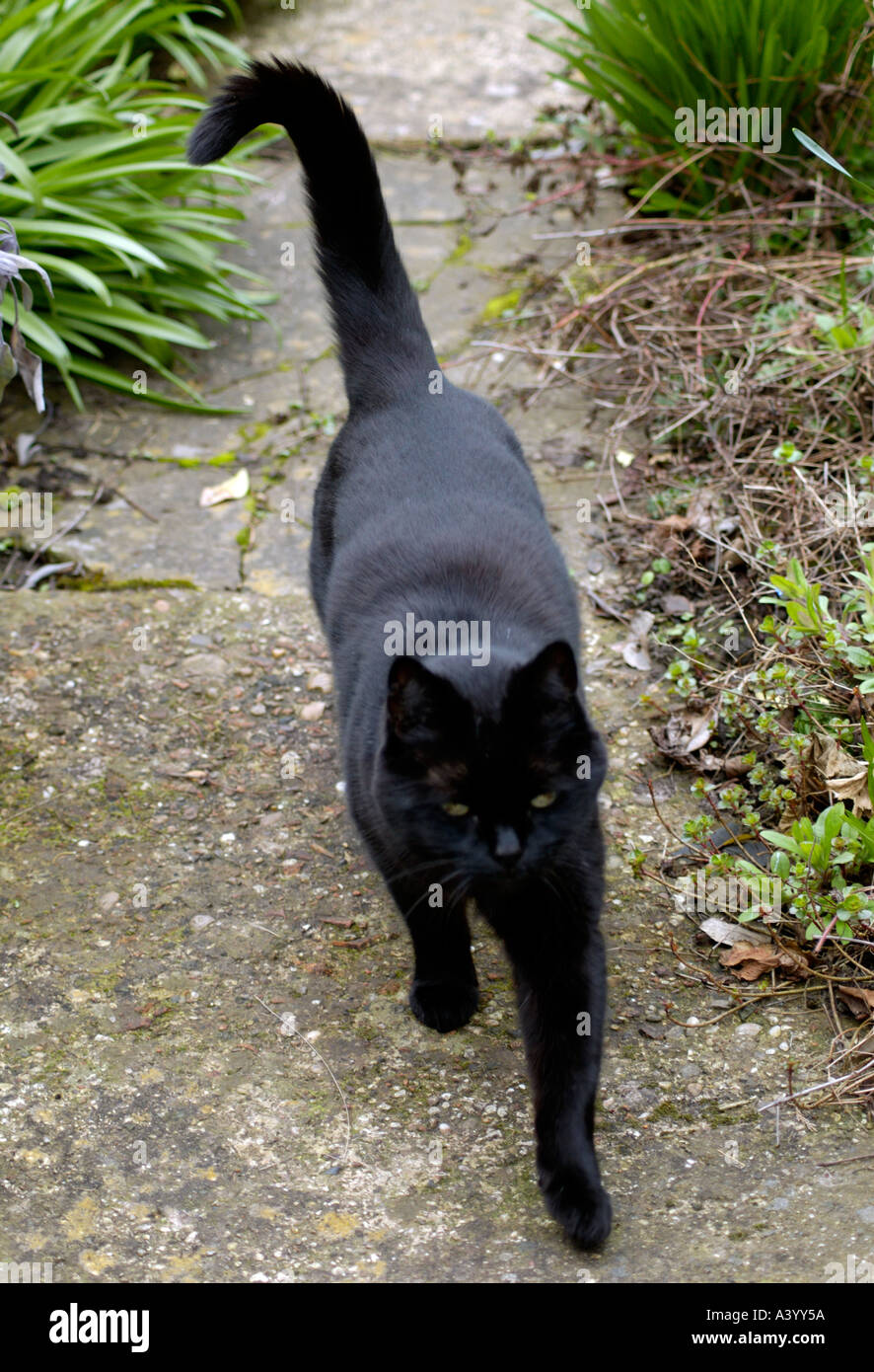 Cat black animal hi-res stock photography and images - Alamy