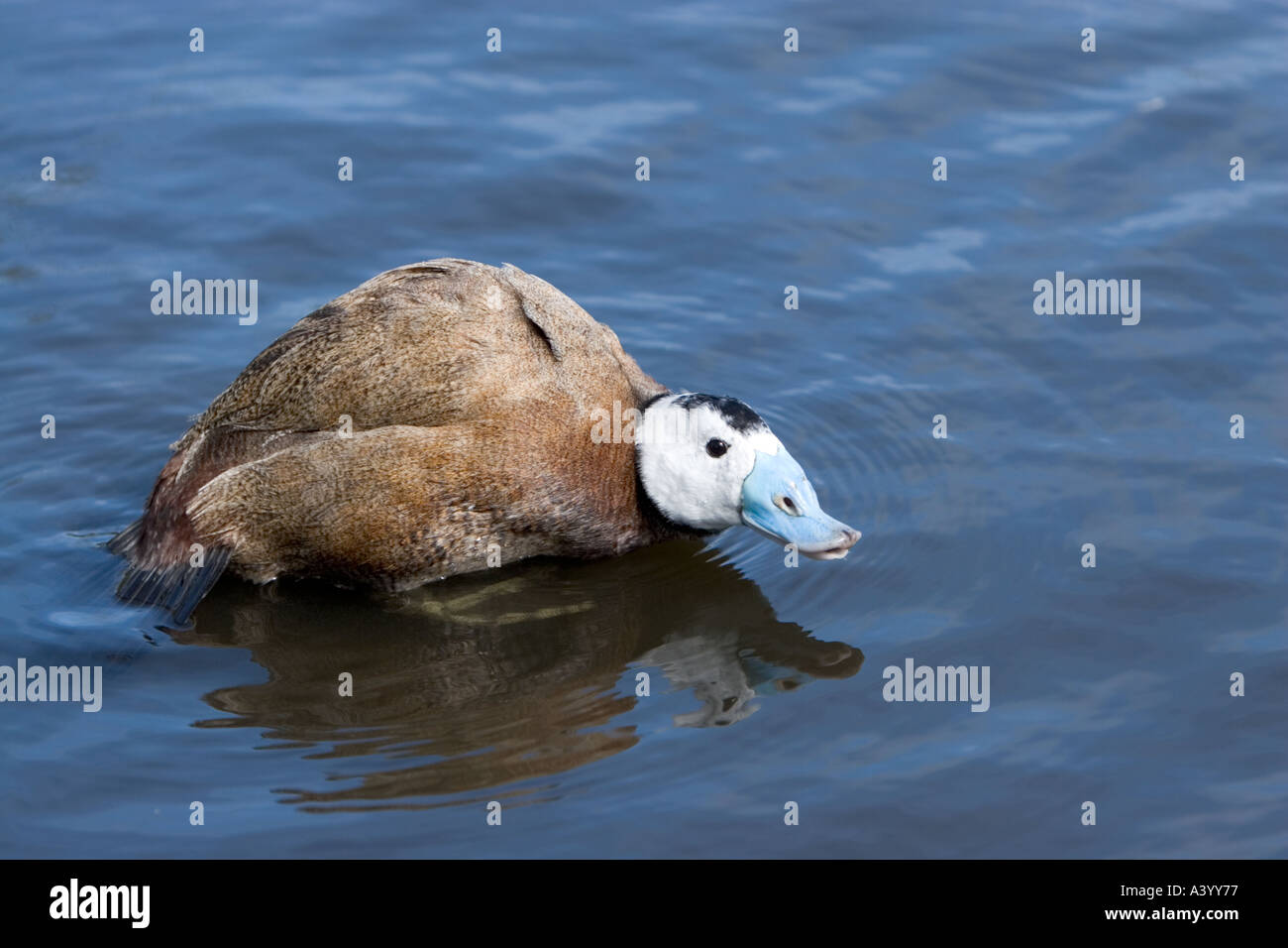 Male white headed duck, Oxyura leucocephala, posturing with head down ...