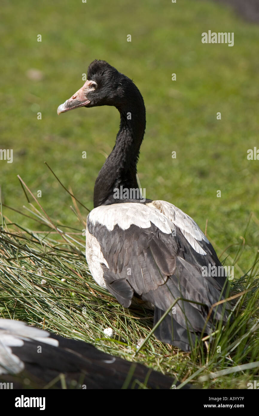 Magpie goose Anseranas semipalmata, waterfowl, sitting on nest in ...