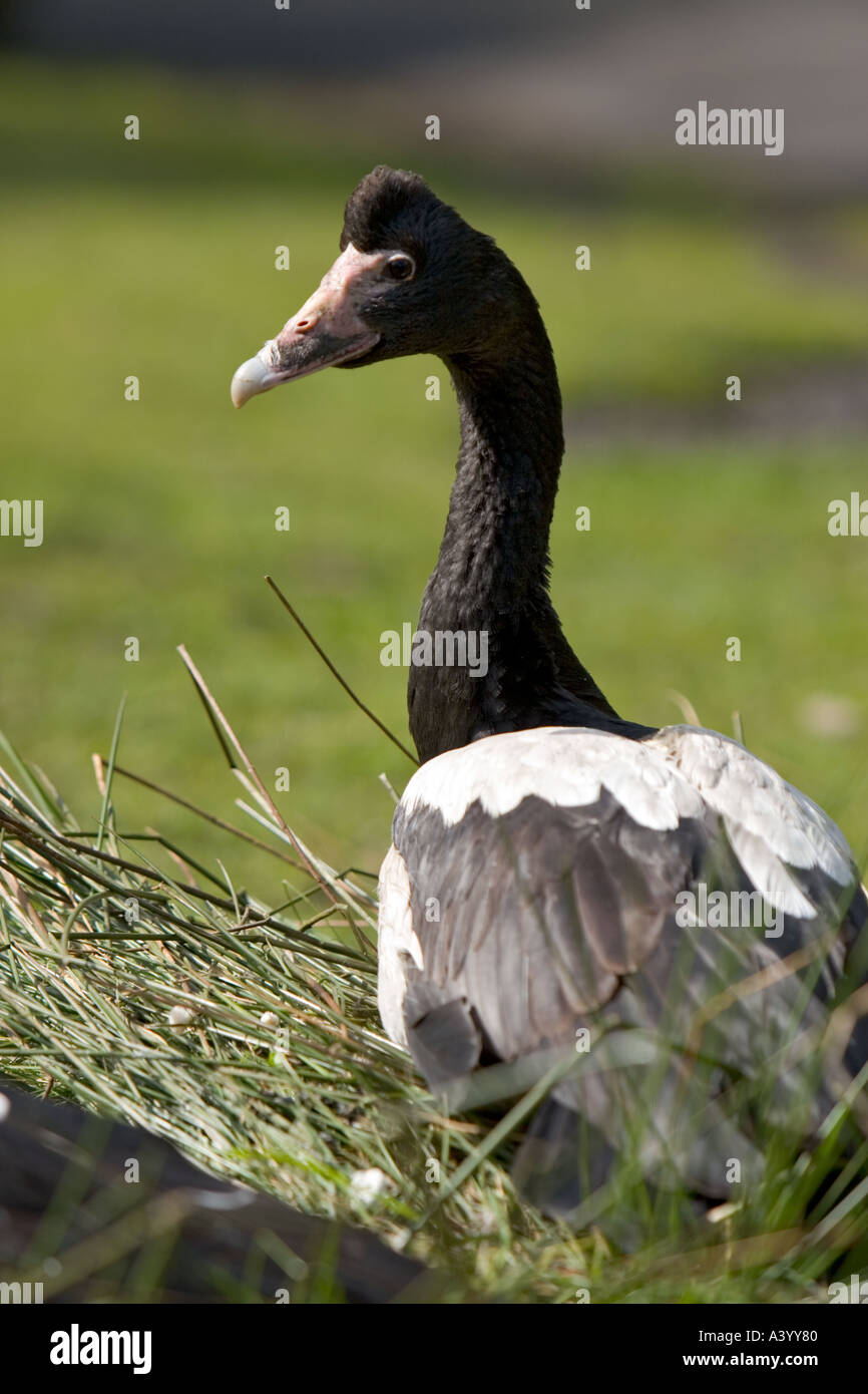 Magpie uk nest hi-res stock photography and images - Alamy