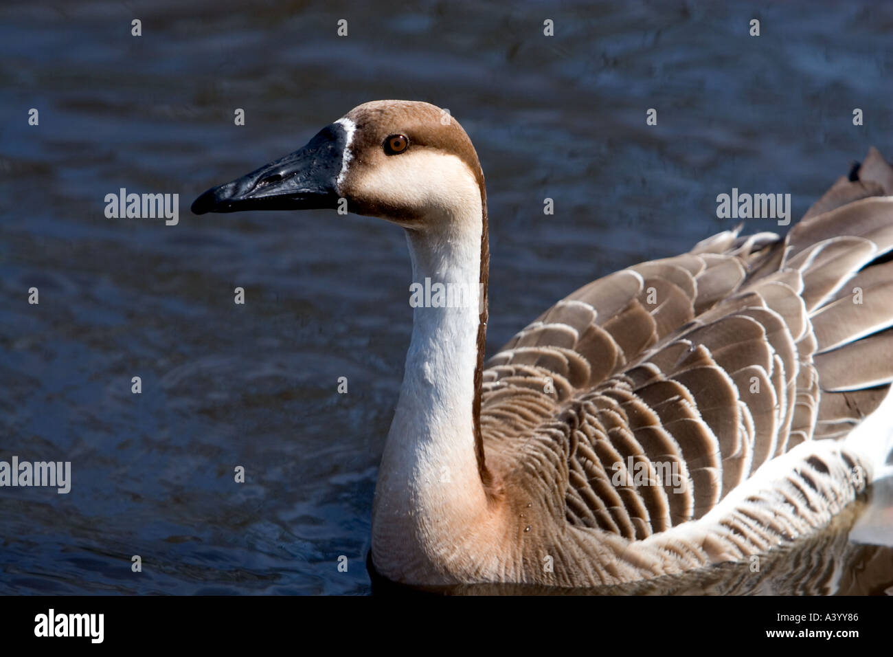 Goose with white throat and neck and brown wing feathers with white ...