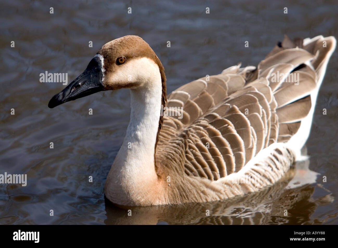 Goose with white throat and neck and brown wing feathers with white ...