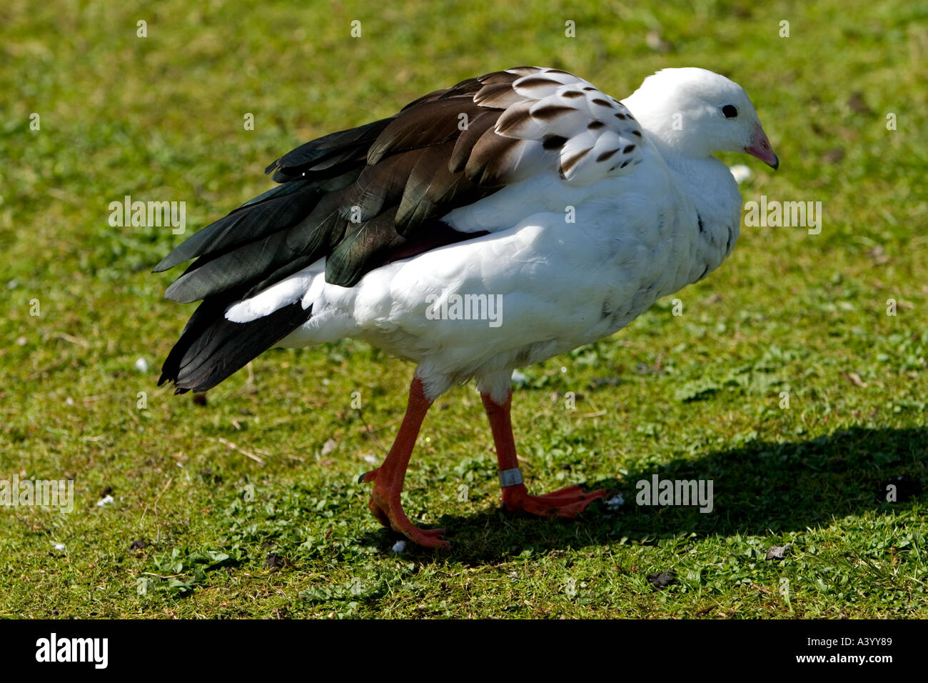 Andean Goose, Chloephaga melanoptera walking on grass showing leg ring ...