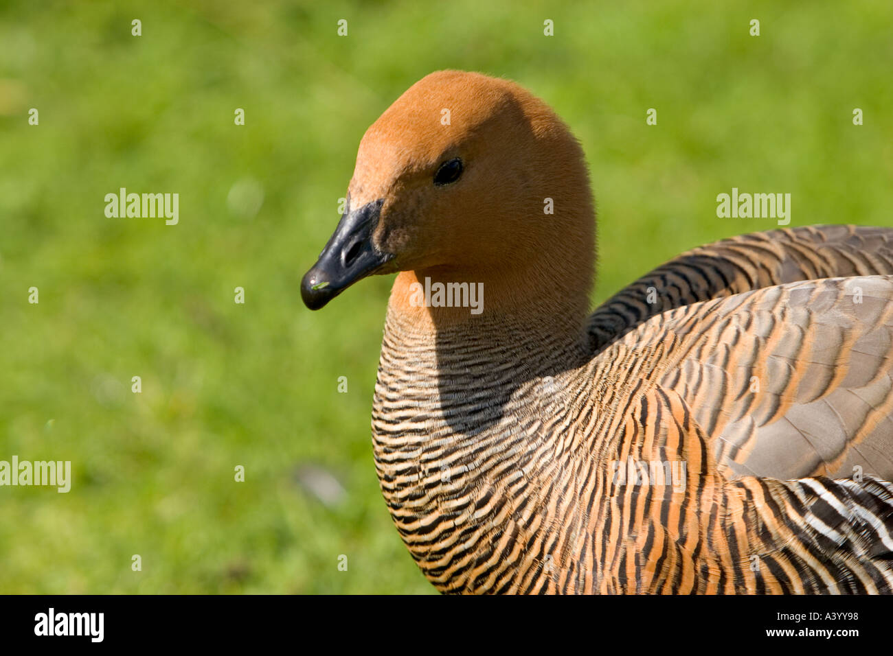 Ruddy headed Goose,Chloephaga rubidiceps, with soft focus blurred grass ...
