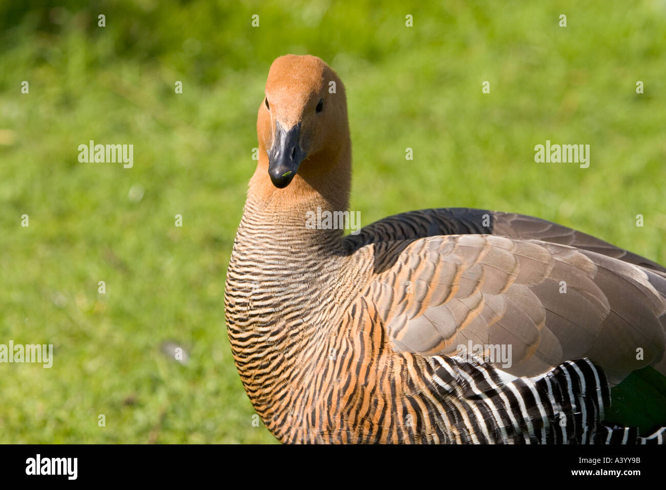 Ruddy headed Goose,Chloephaga rubidiceps, with soft focus blurred grass ...
